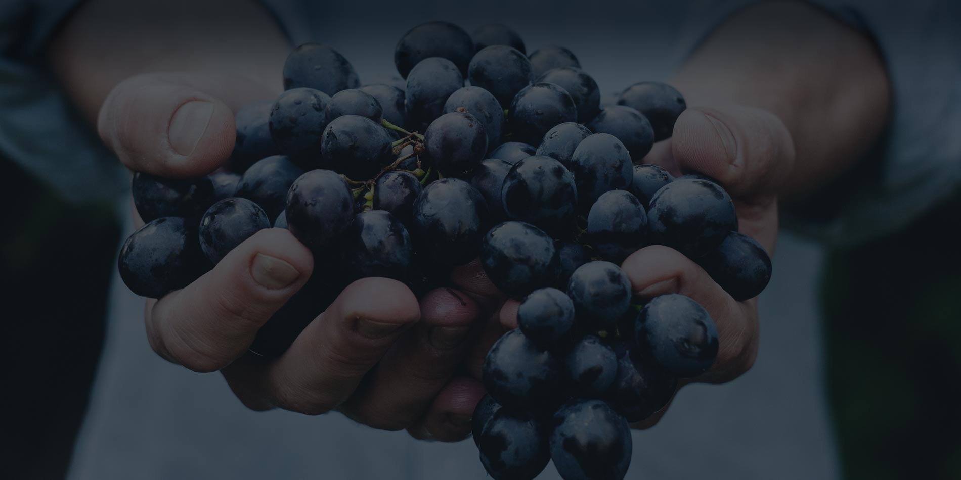 PURE Global Imports | Contact Us